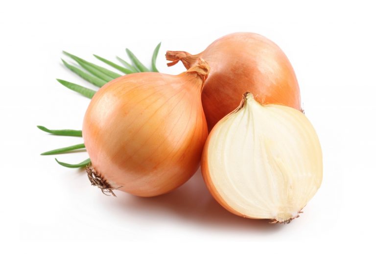 CEBOLLA BABOSA – ALLIUM CEPA - Semilleros la palma