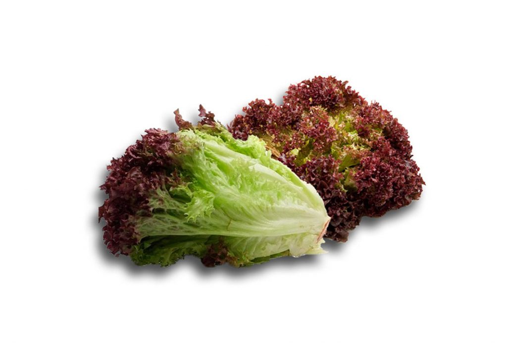 LECHUGA LOLLO ROSSO – LACTUCA SATIVA - Semilleros la palma